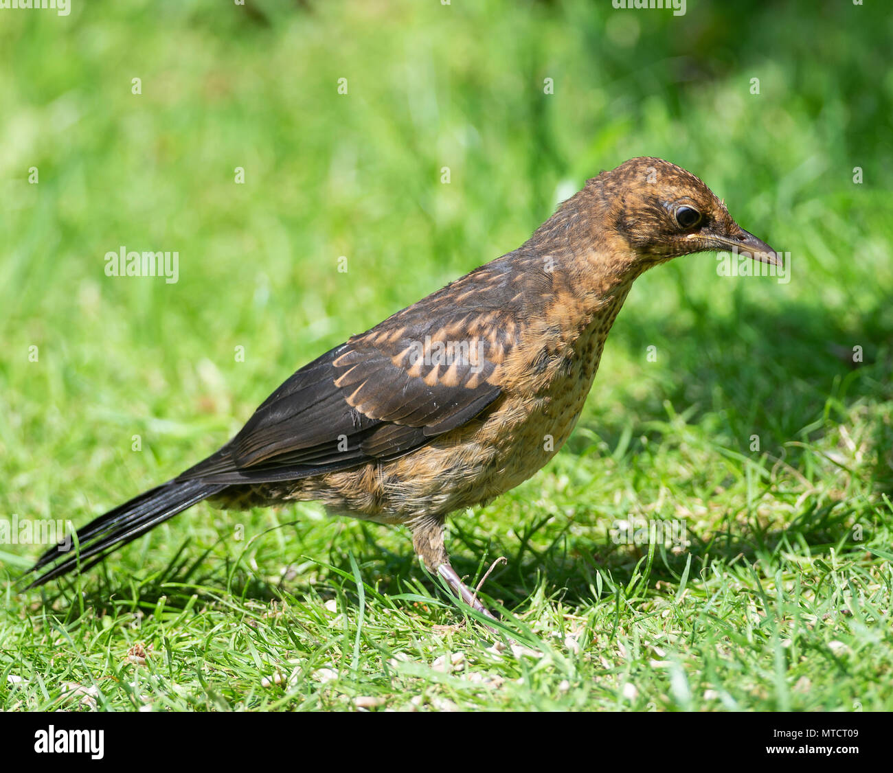 Lawn brown spots hi-res stock photography and images - Alamy