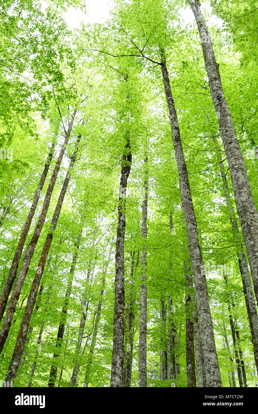 Birch treetops in spring Stock Photo - Alamy
