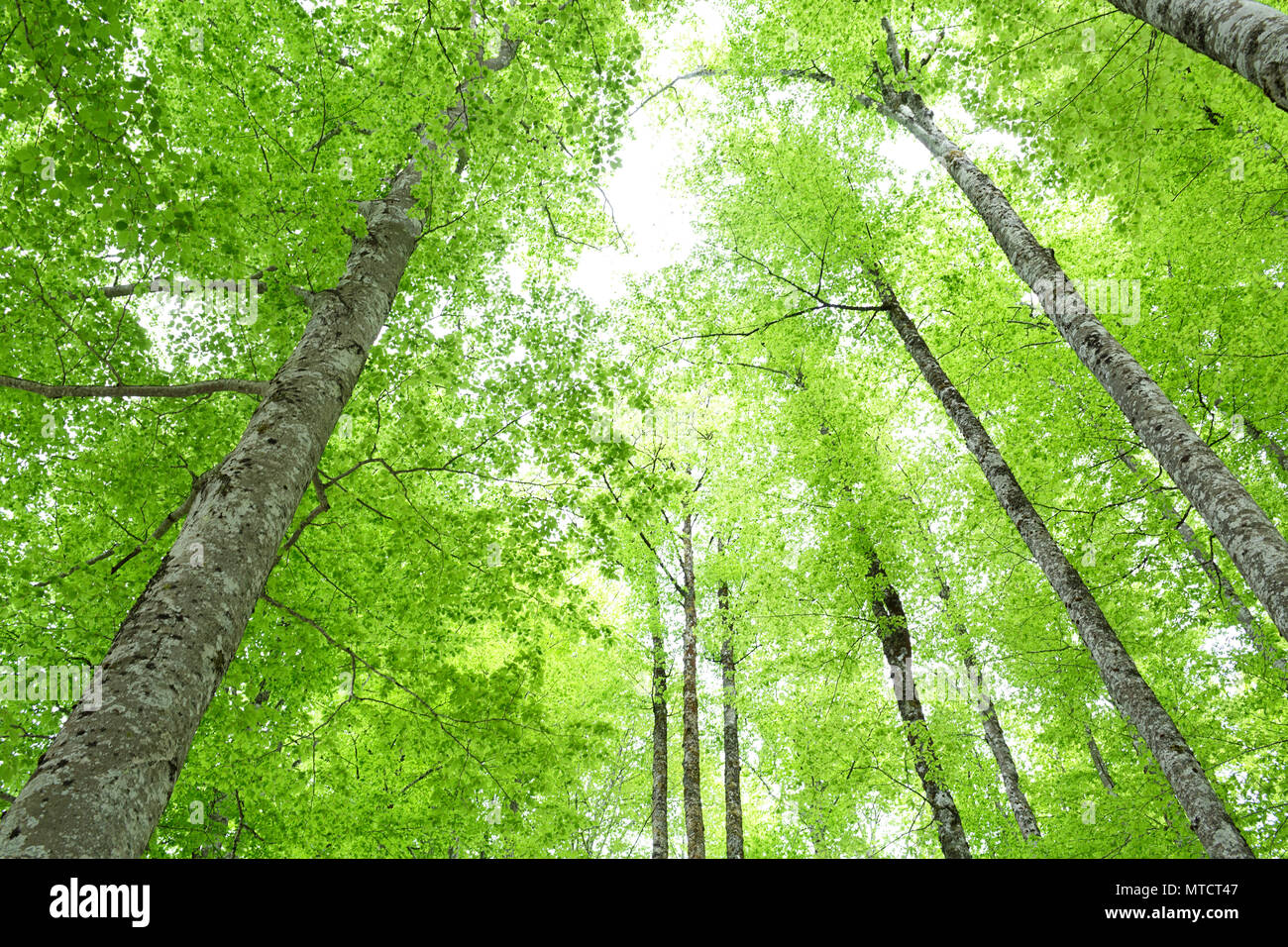 Birch treetops in spring Stock Photo - Alamy