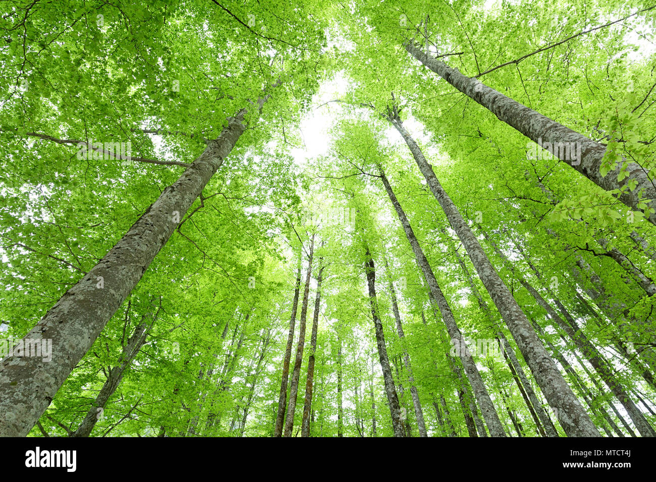Birch treetops in spring Stock Photo - Alamy
