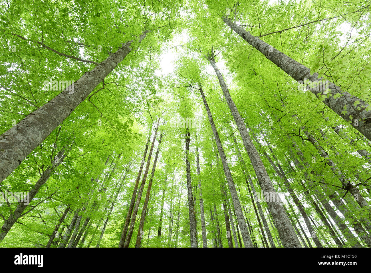 Birch treetops in spring Stock Photo - Alamy