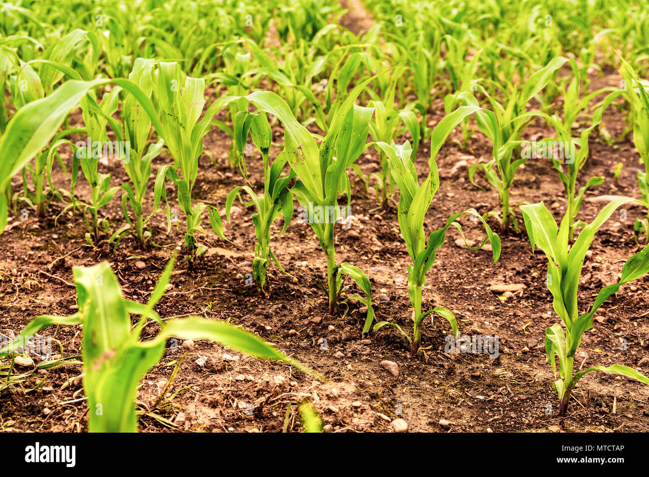 Rows of small young corn growing. View of corn field in summer day ...