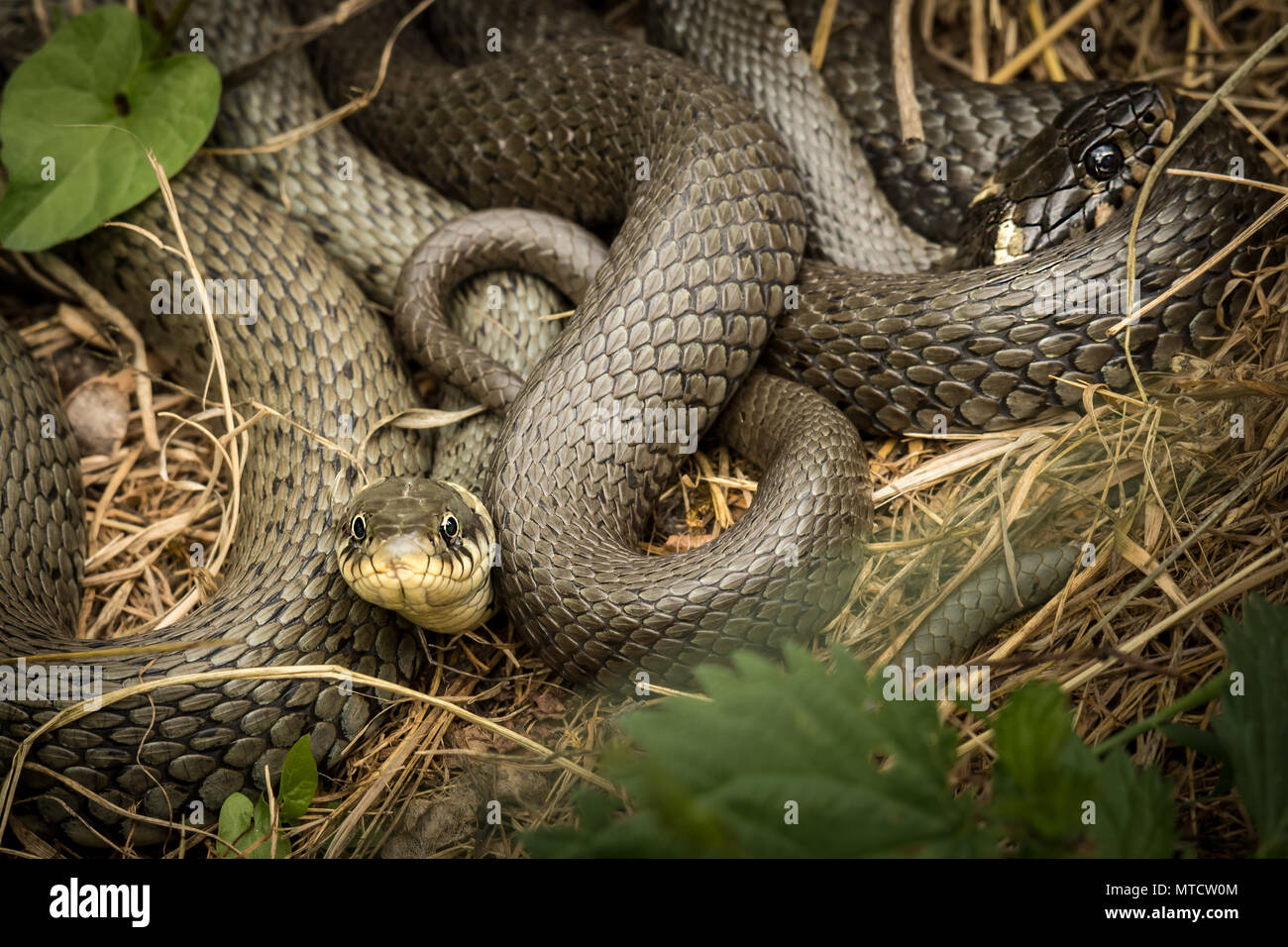 Two intertwined grass snakes (Natrix natrix) lying in the sun, one ...