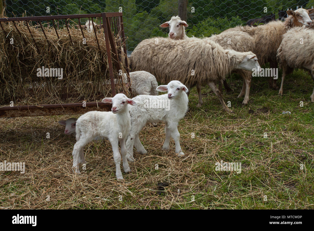 Two lambs sheep hi-res stock photography and images - Alamy