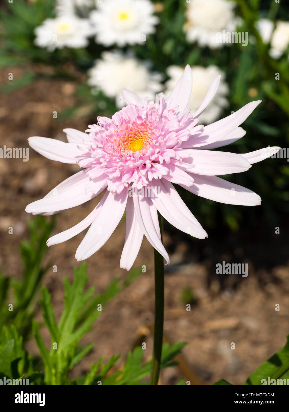 Argyranthemum mary wootton hi-res stock photography and images - Alamy
