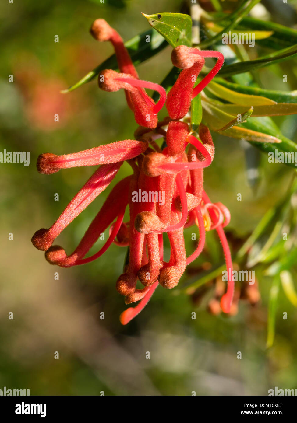 Poorinda constance hi-res stock photography and images - Alamy