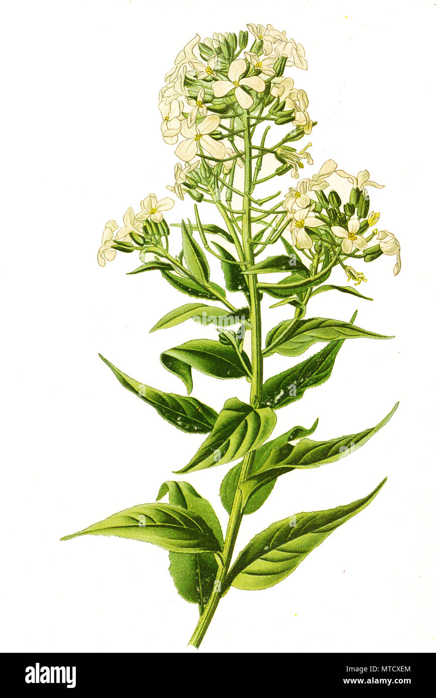 Rogues gilliflower hi-res stock photography and images - Alamy