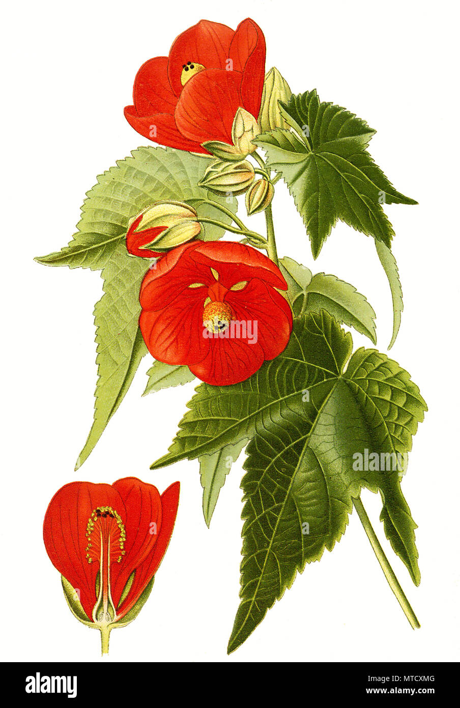 Abutilon venoso striatum hi-res stock photography and images - Alamy