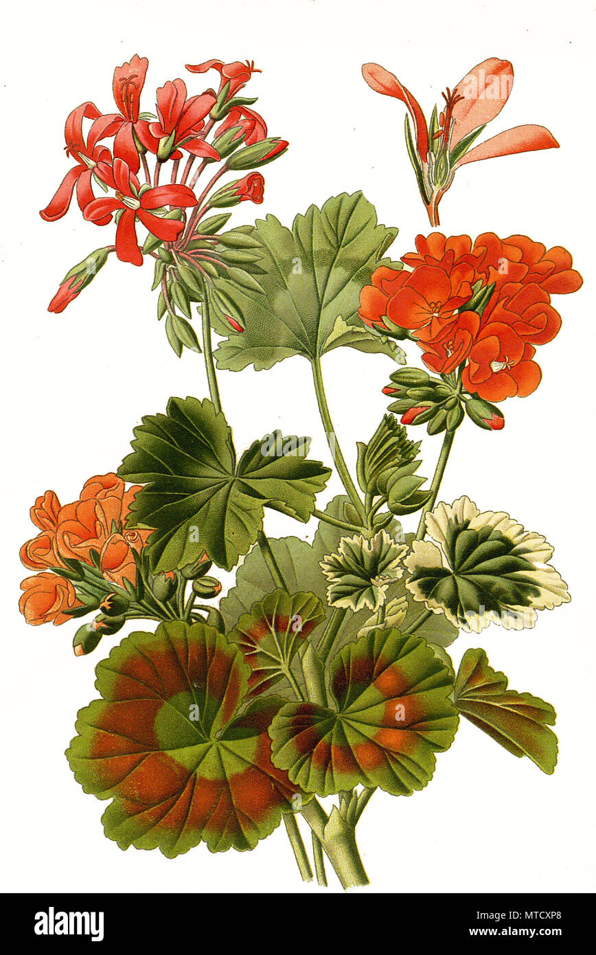 Zonal geranium hi-res stock photography and images - Alamy