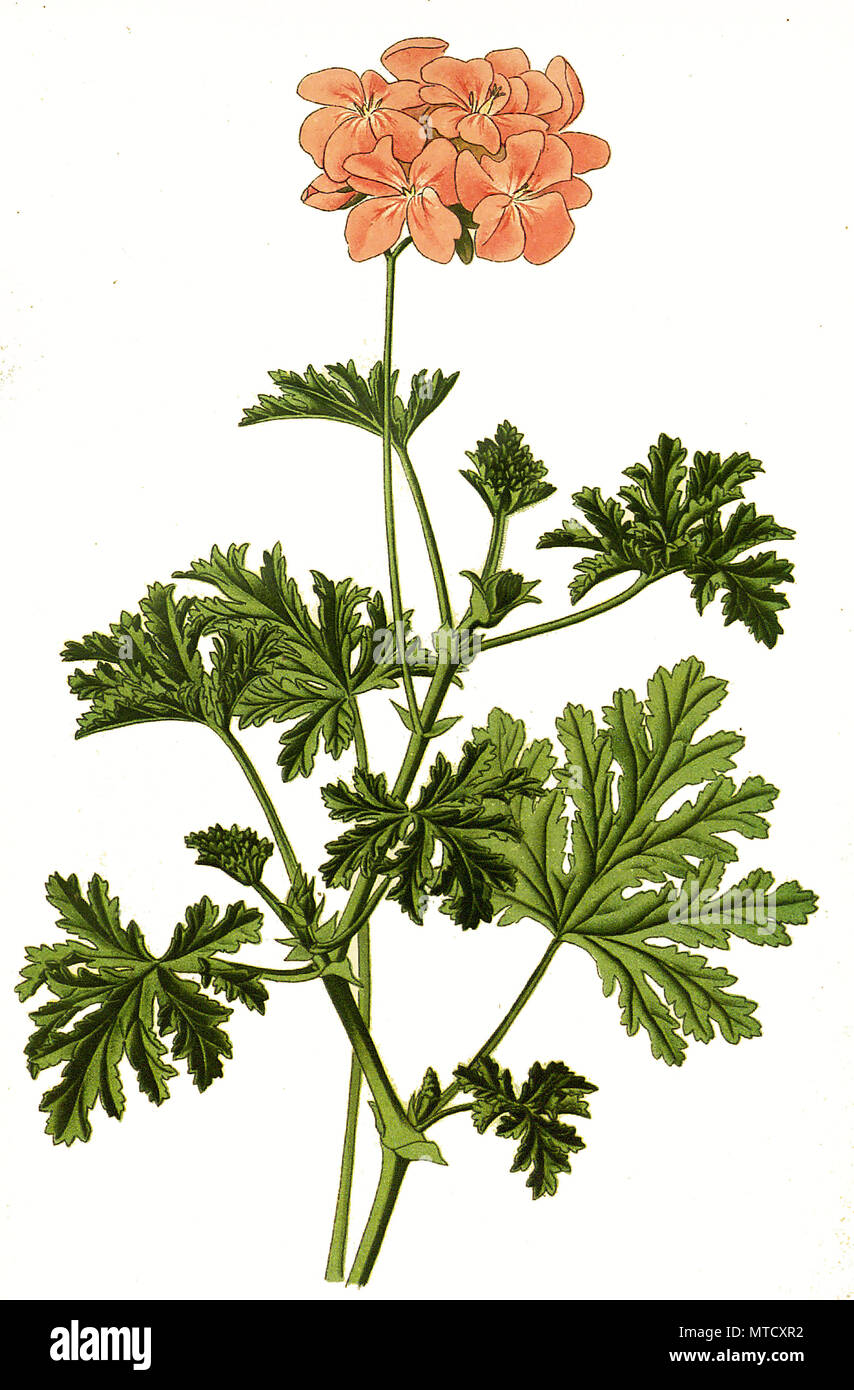 Oak leaf geranium hi-res stock photography and images - Alamy