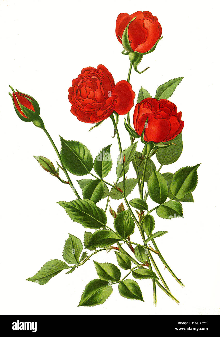 Rosa indica var semperflorens, Monthly Rose, Rosa cymosa. Strauchrose ...