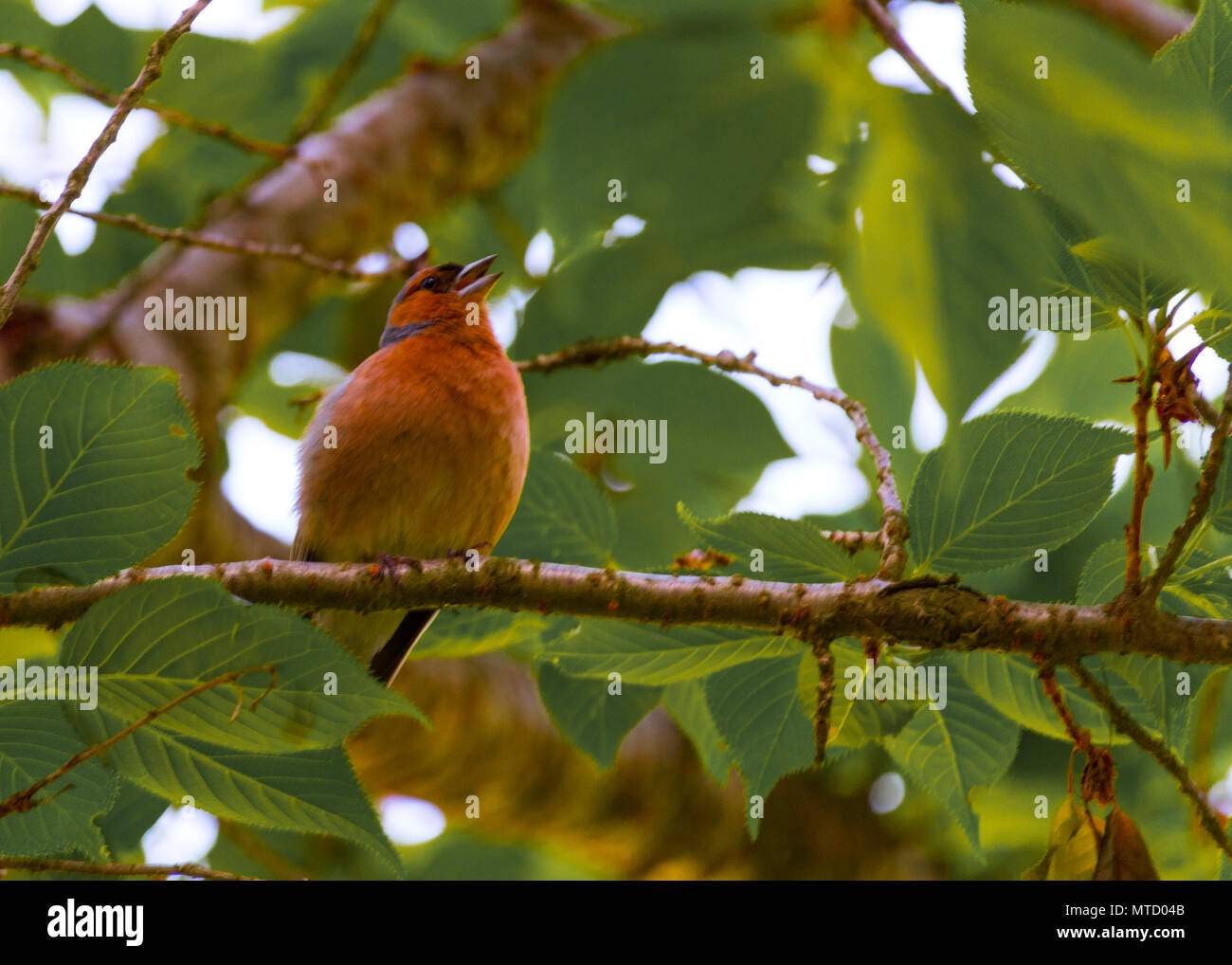 Beautiful photos of Finch Bird in its natural habitat! Visit my page to ...