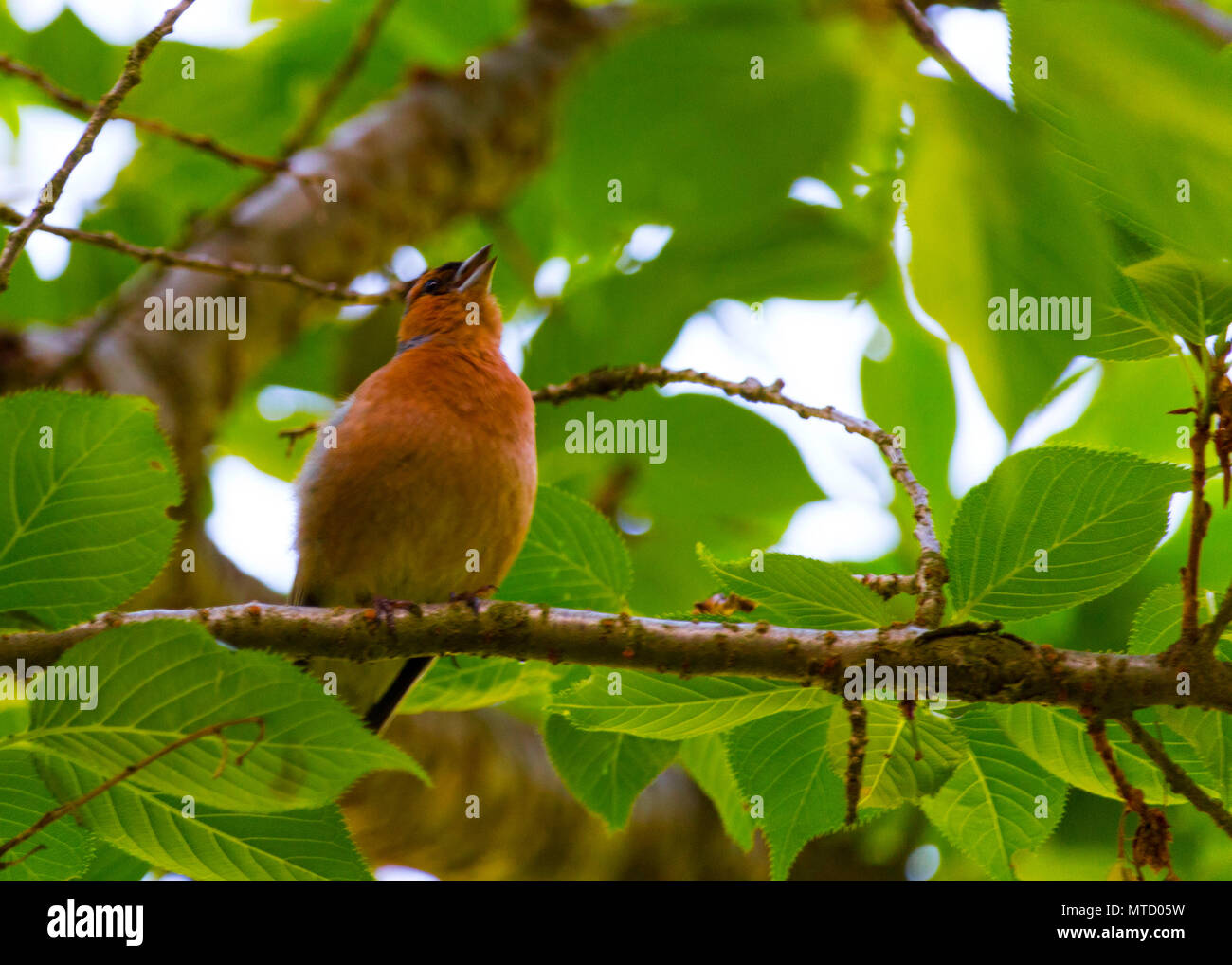 Beautiful photos of Finch Bird in its natural habitat! Visit my page to ...