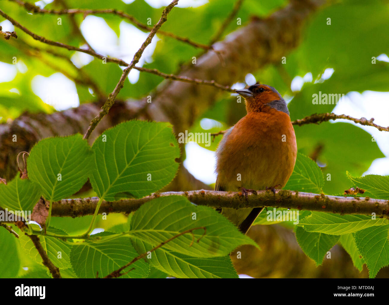 Beautiful photos of Finch Bird in its natural habitat! Visit my page to ...