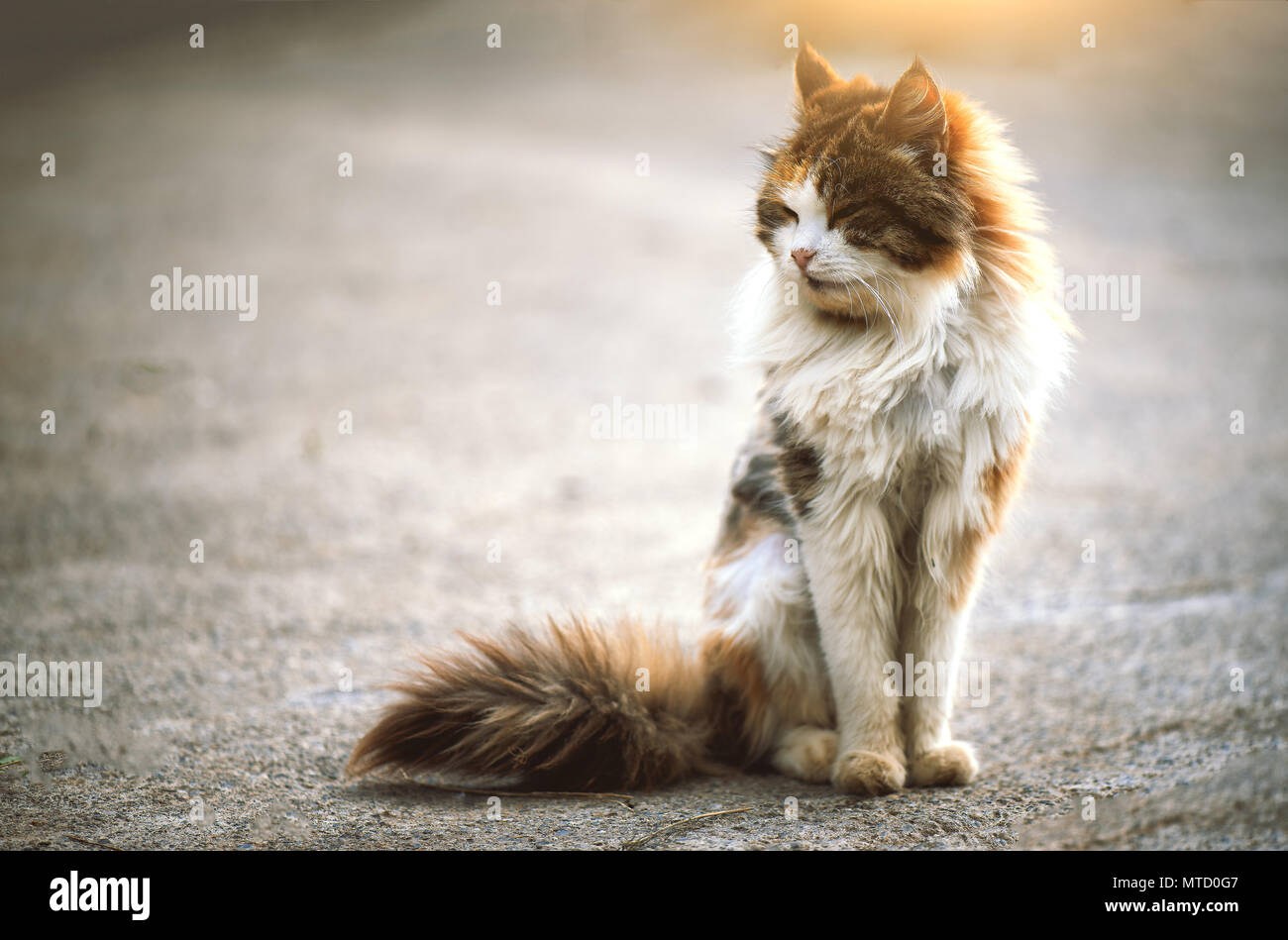 Cat crouched hi-res stock photography and images - Alamy