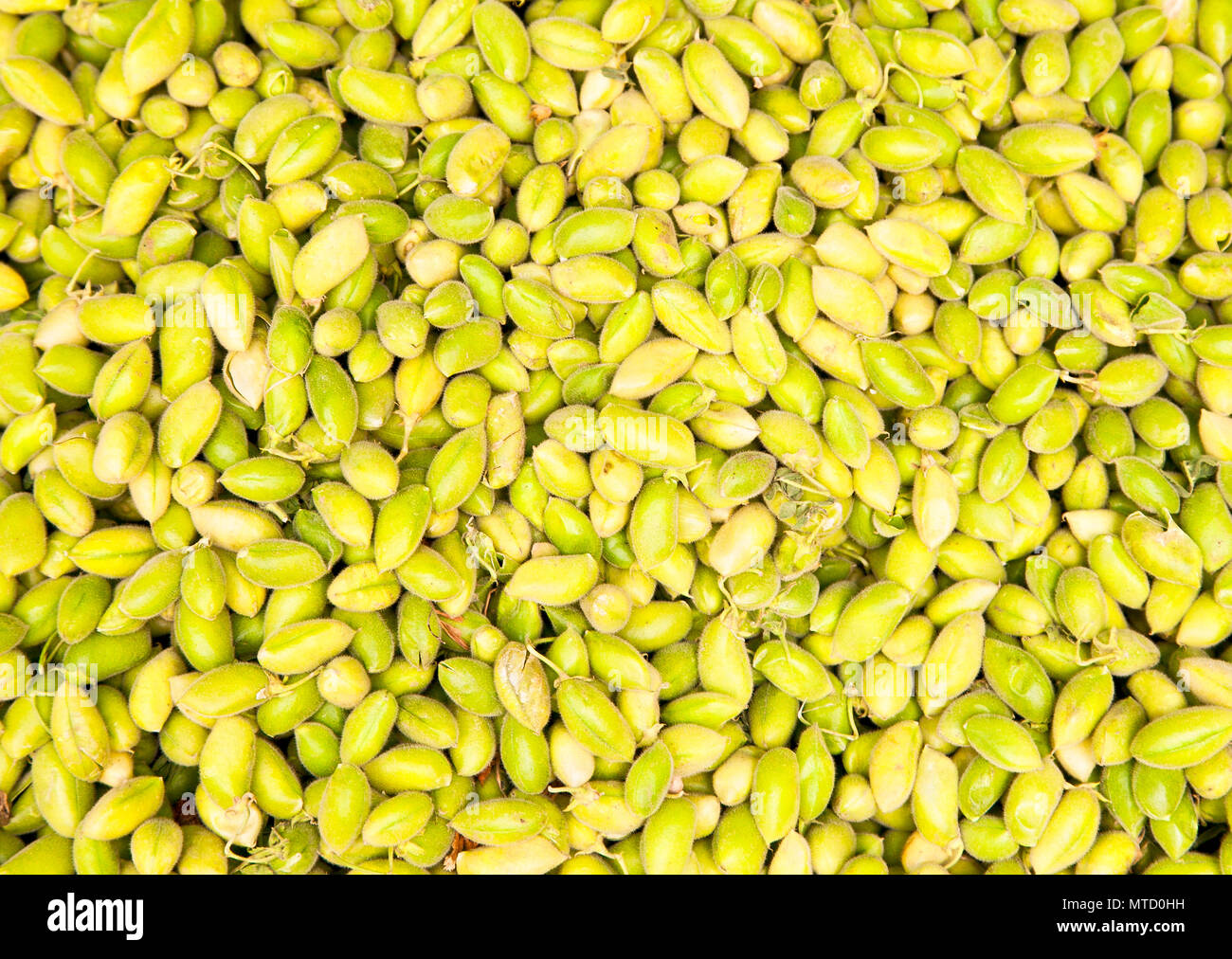Jerusalem bean hi-res stock photography and images - Alamy