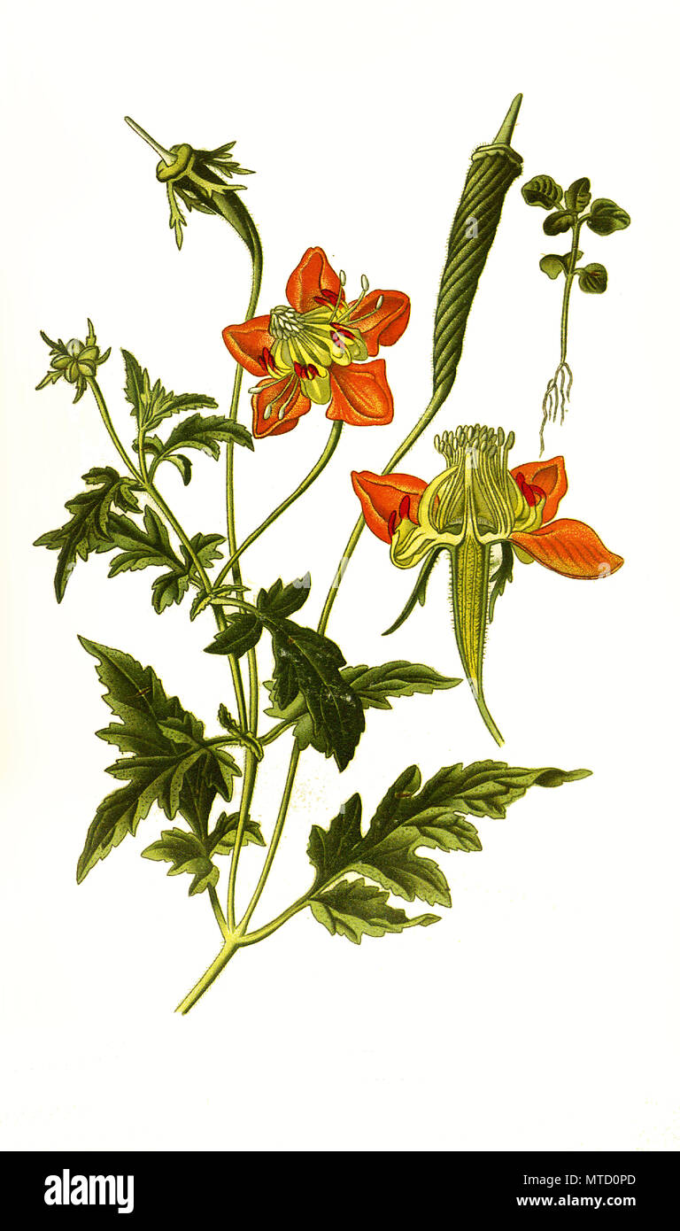 Loasa lateritia hi-res stock photography and images - Alamy