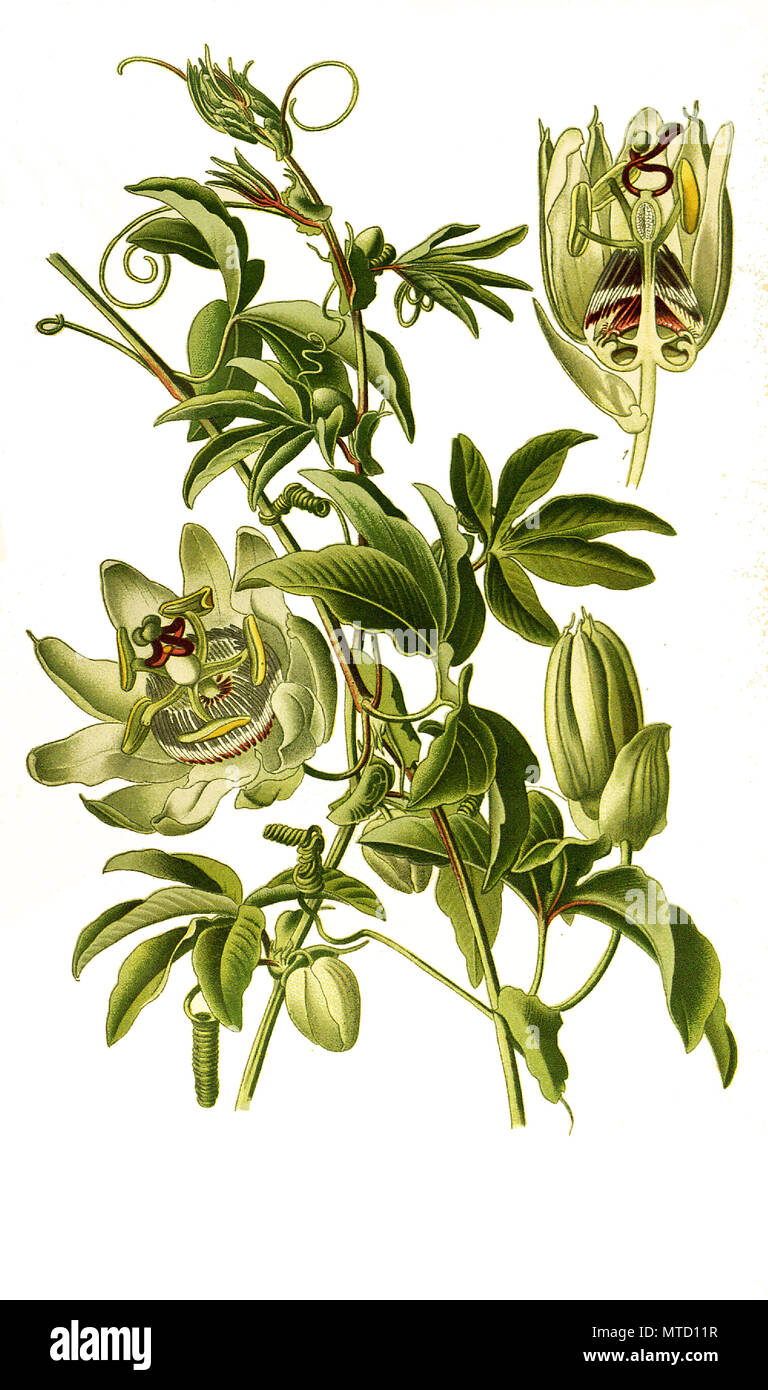 Passiflora coerulea, Passion flower, blue passionflower, bluecrown ...