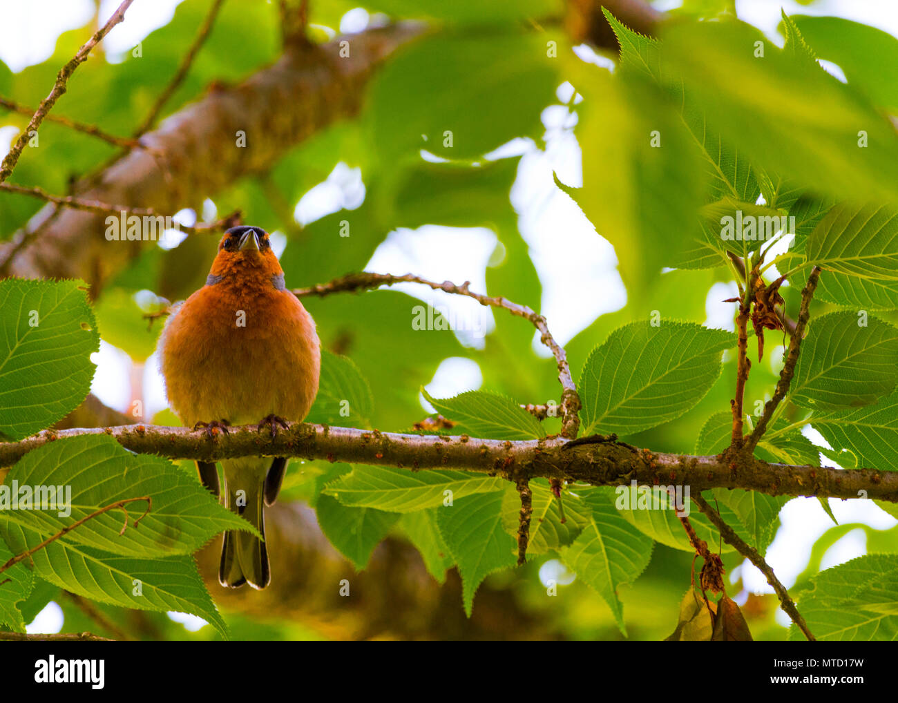 Beautiful photos of Finch Bird in its natural habitat! Visit my page to ...