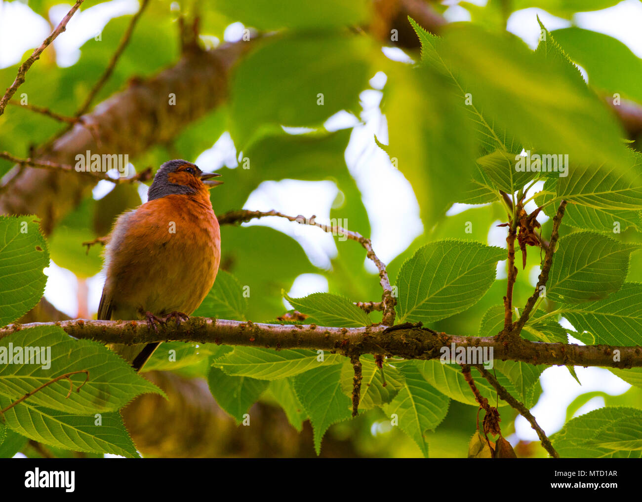 Beautiful photos of Finch Bird in its natural habitat! Visit my page to ...