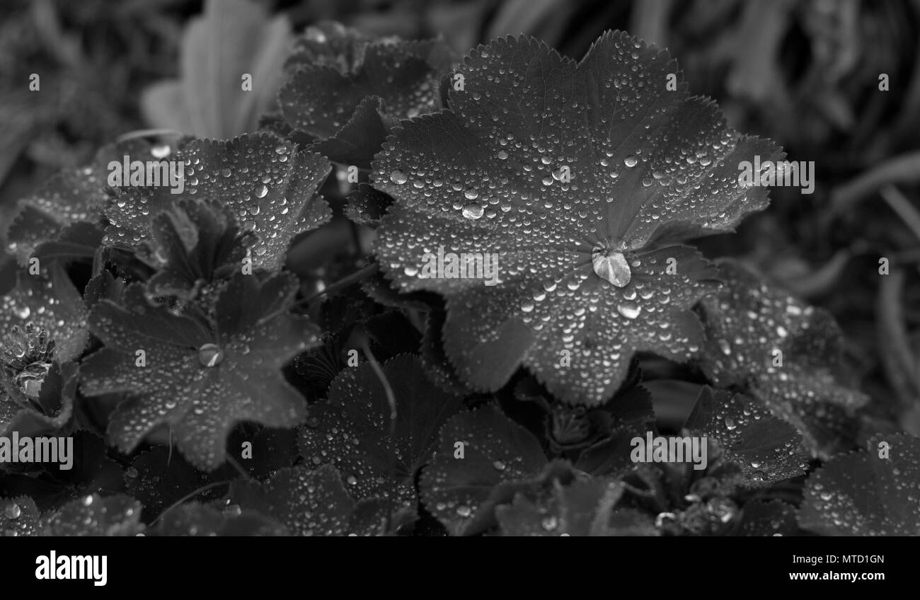 Plants with water droplets Stock Photo - Alamy