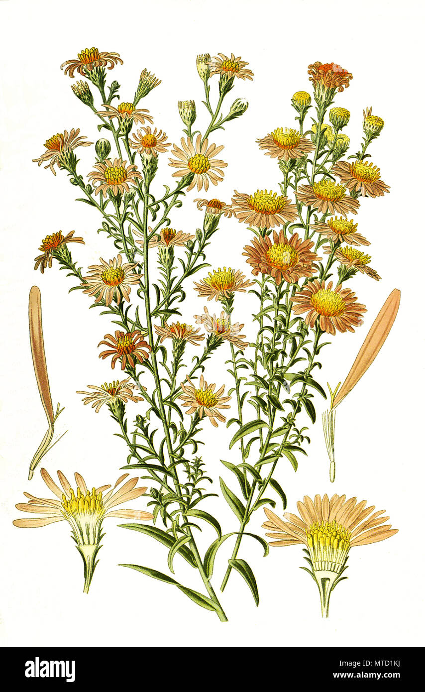 Aster formosissimus hi-res stock photography and images - Alamy