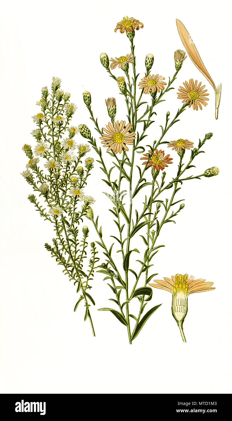 Aster multiflorus, turbinellus, Michaelmas Daisy. Aster, digital ...