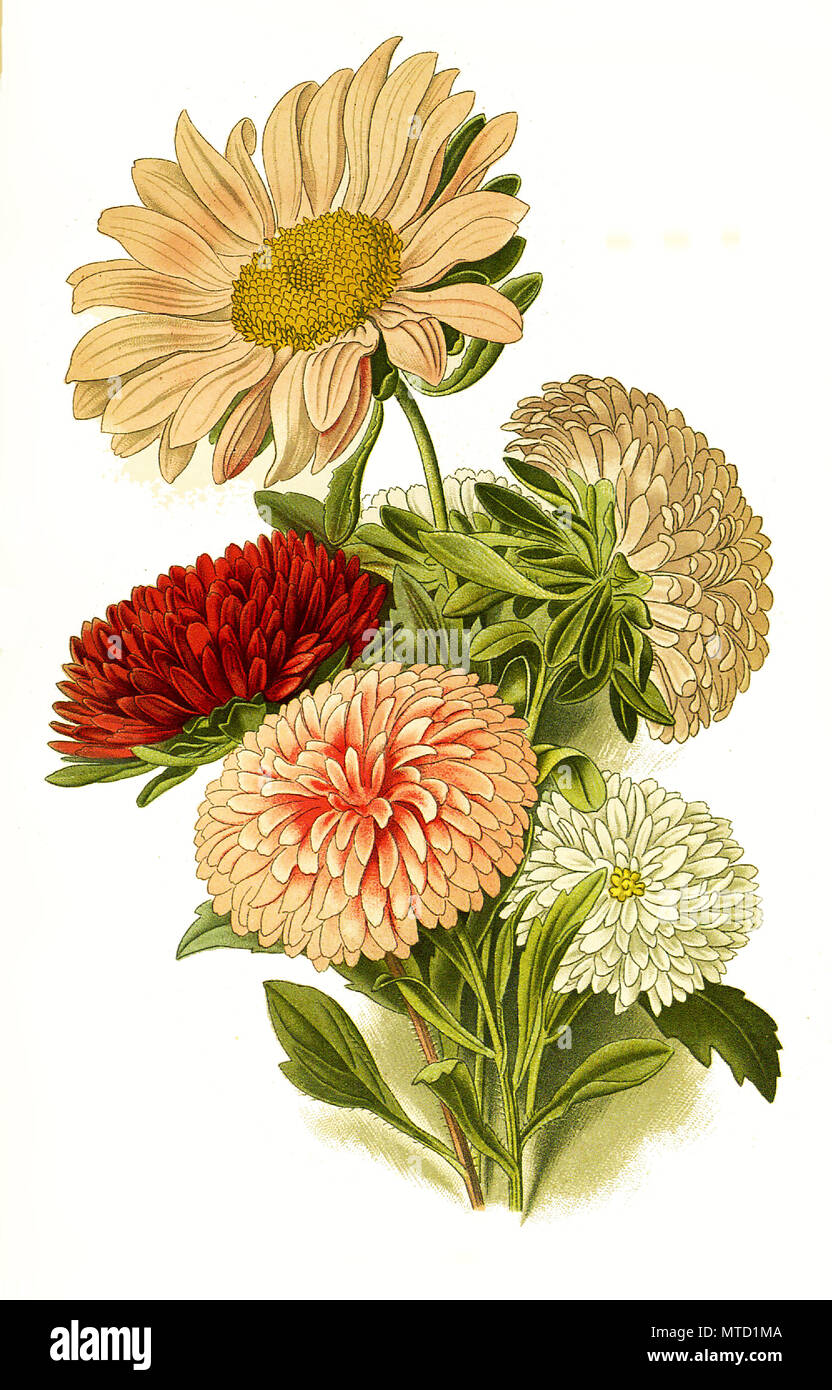 Callistephus sinensis, China aster. Chinesische Aster, digital improved ...