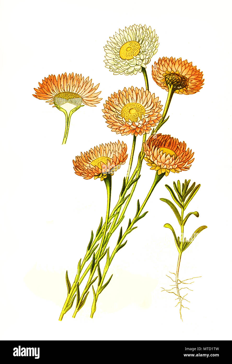 Acroclinium roseum, Helipterum roseum, Australian Native Daisy, digital ...