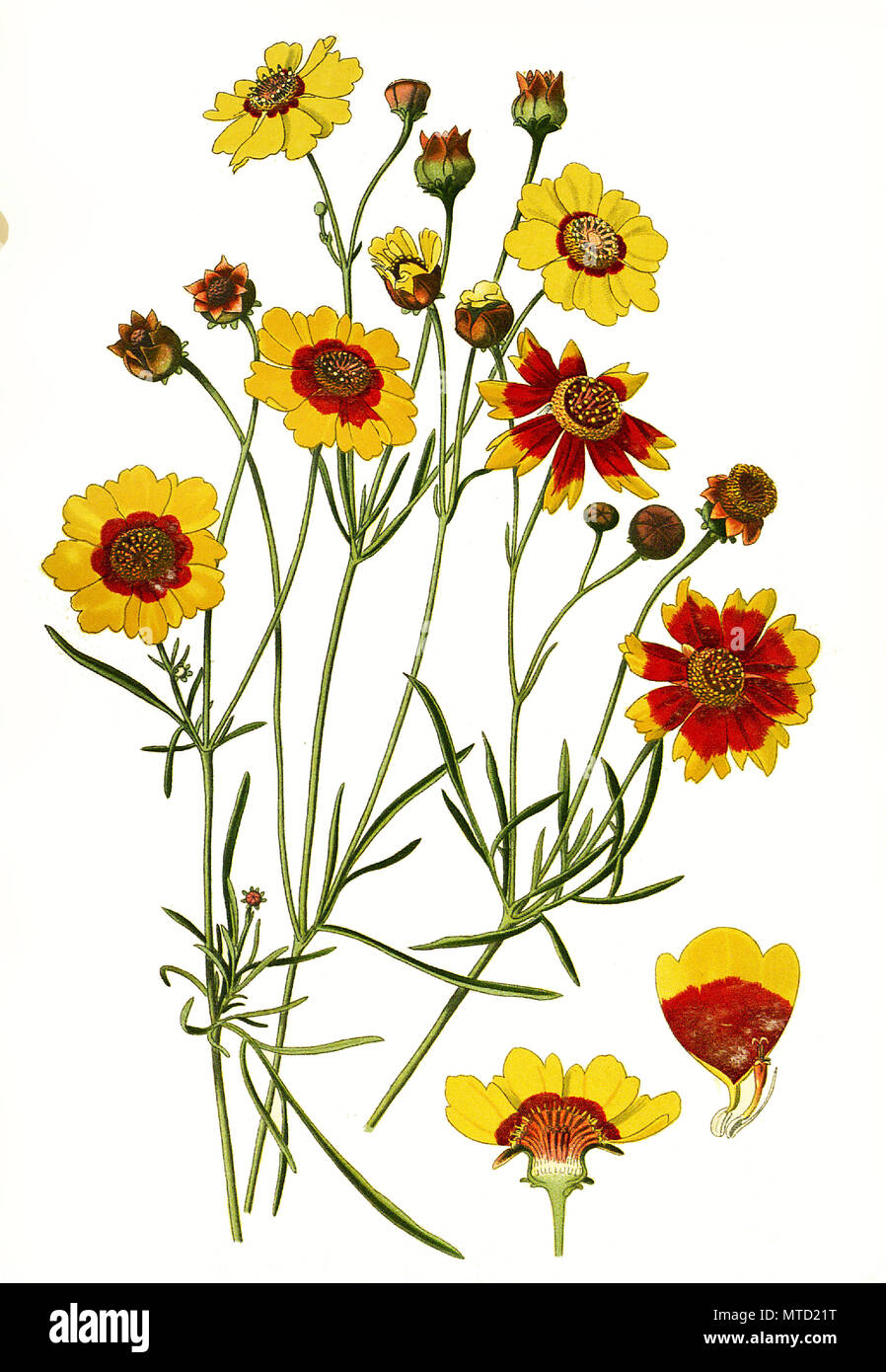 Coreopsis tinctoria, Plains coreopsis, garden tickseed, golden tickseed ...