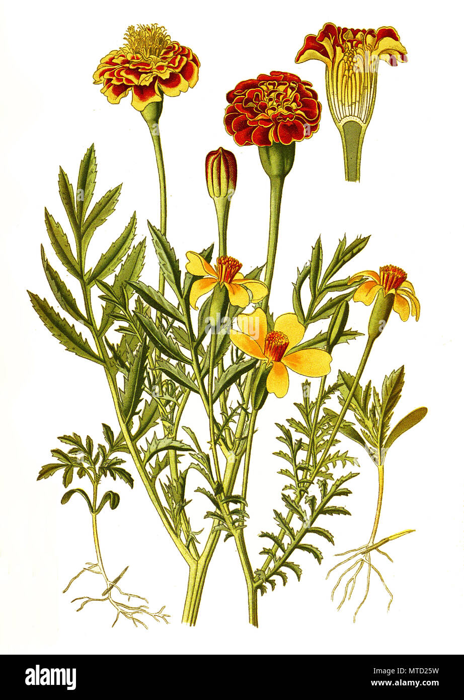 Tagetes patula, French Marigold, Tagetes Signata, Mexican marigold ...