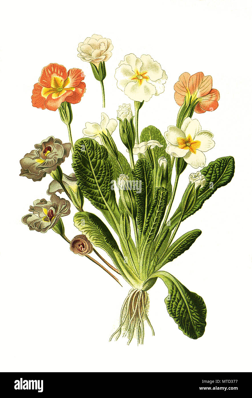 Erd primel hi-res stock photography and images - Alamy