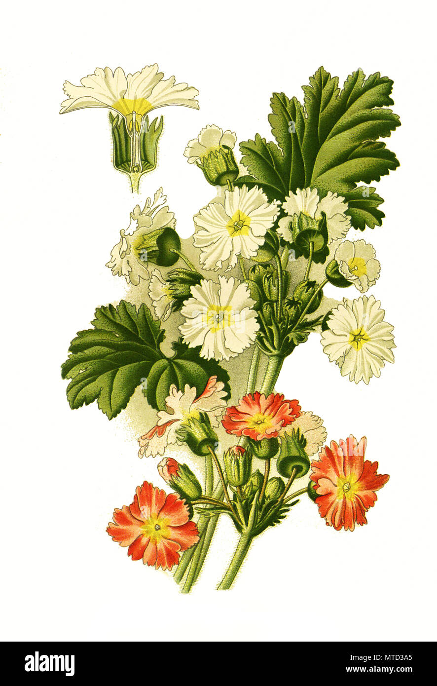 Primula sinensis, Chinese primrose, digital improved reproduction from ...