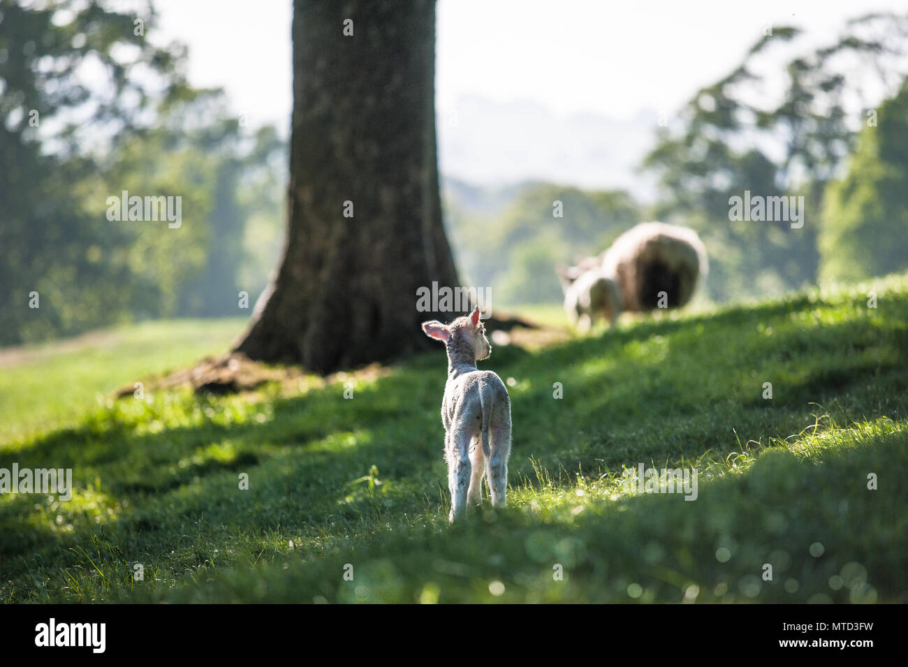 Following mother sheep hi-res stock photography and images - Alamy