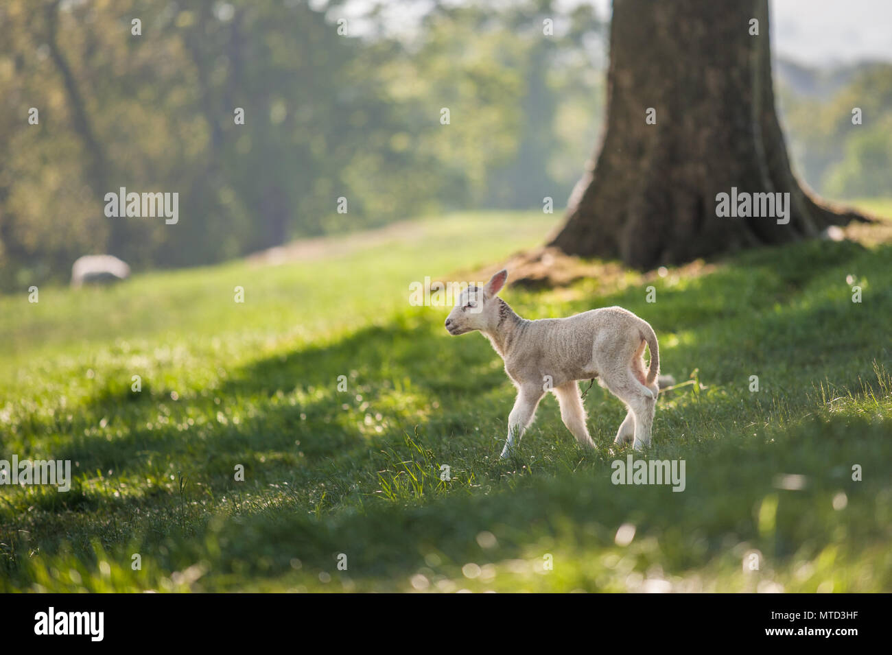 Cute little baby lamb hi-res stock photography and images - Alamy