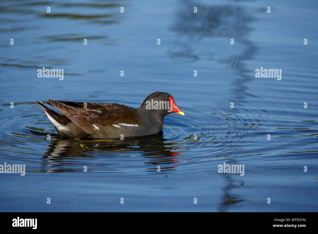 The common moorhen is a bird species in the family Rallidae. The common ...