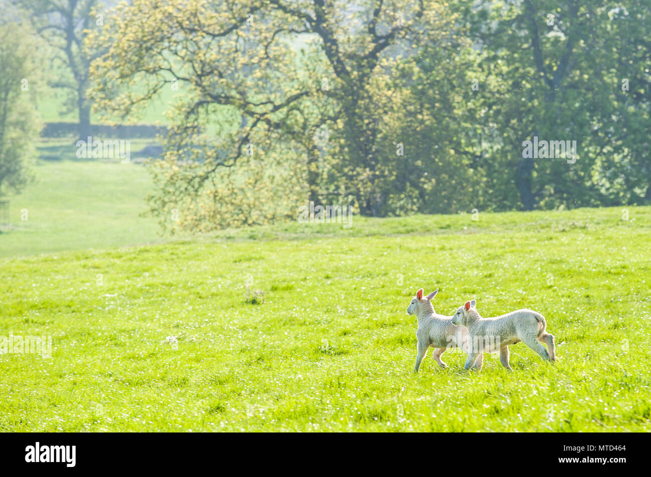 Happy little cute new born lambs running across spring field. Selective ...