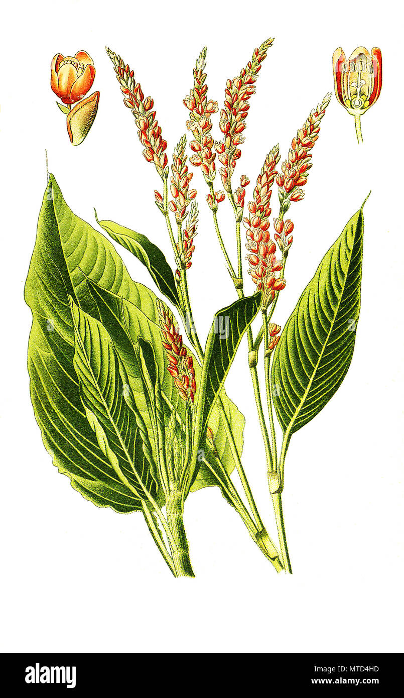 Knoeterich hi-res stock photography and images - Alamy