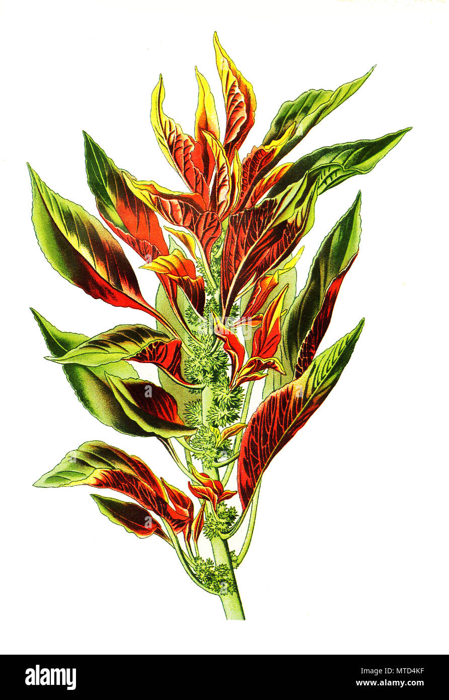 Amaranthus tricolor, Variegated Amaranth, edible amaranth. Dreifarbiger ...