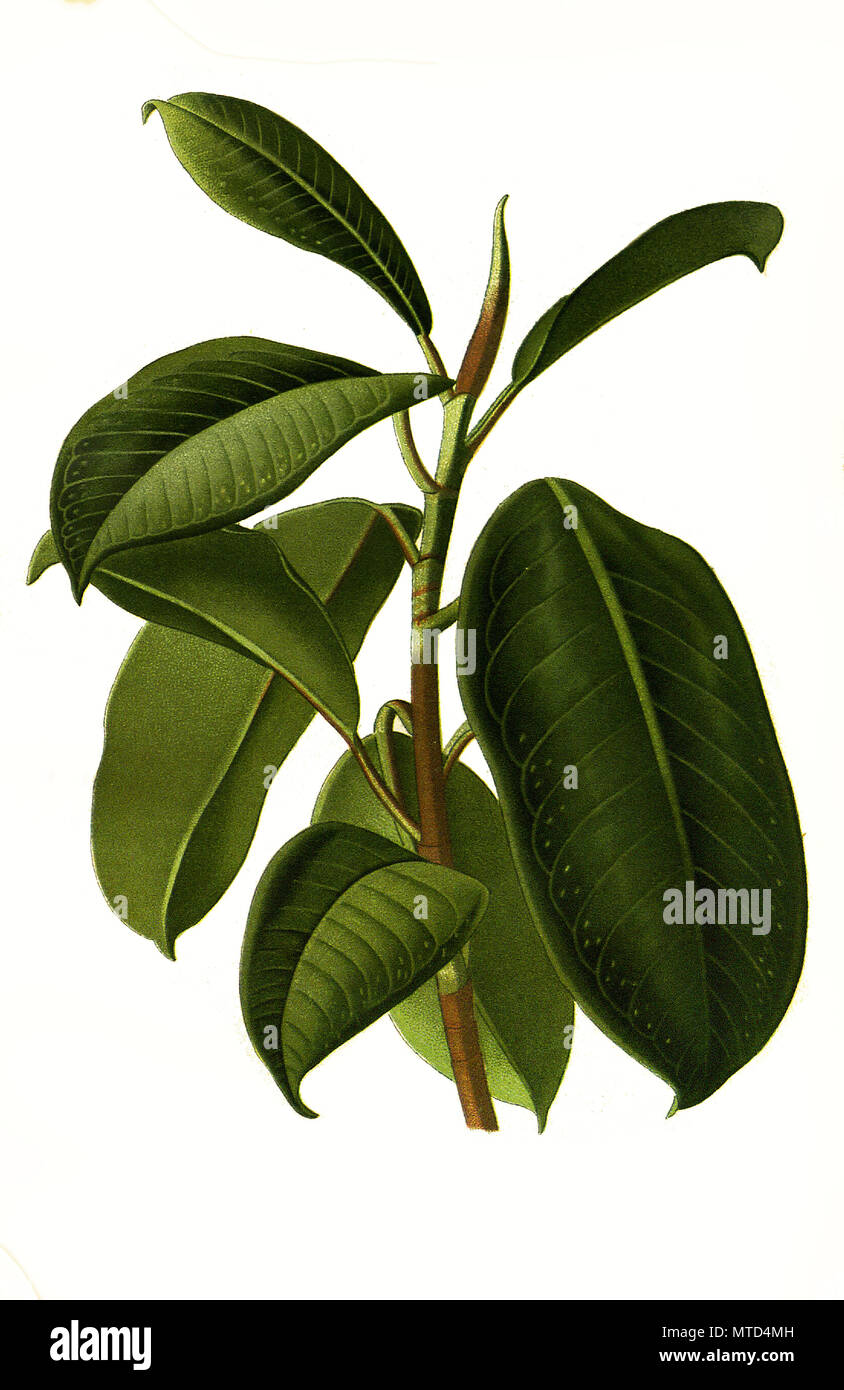 India rubber plant hi-res stock photography and images - Alamy