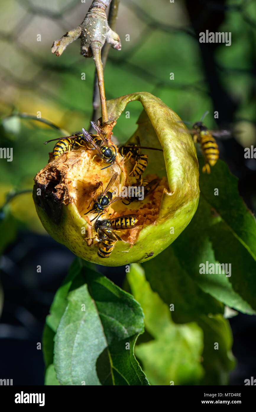 Apple pests hi-res stock photography and images - Alamy