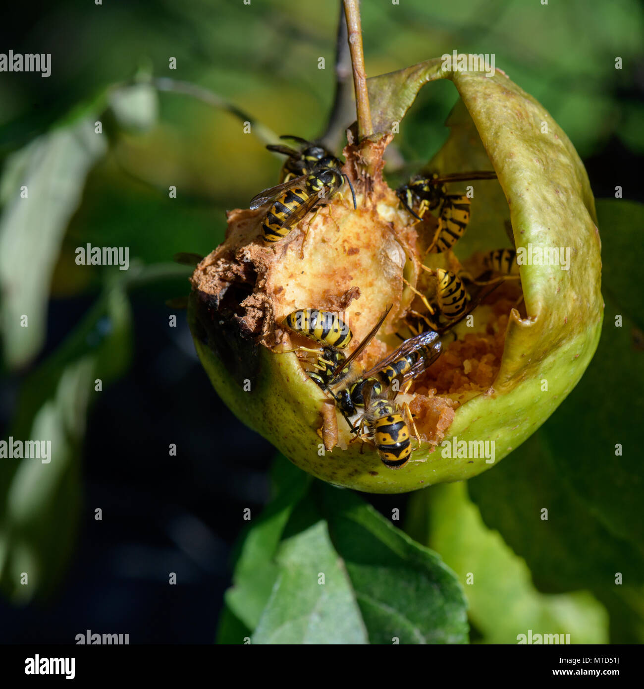 Apple pests hi-res stock photography and images - Alamy