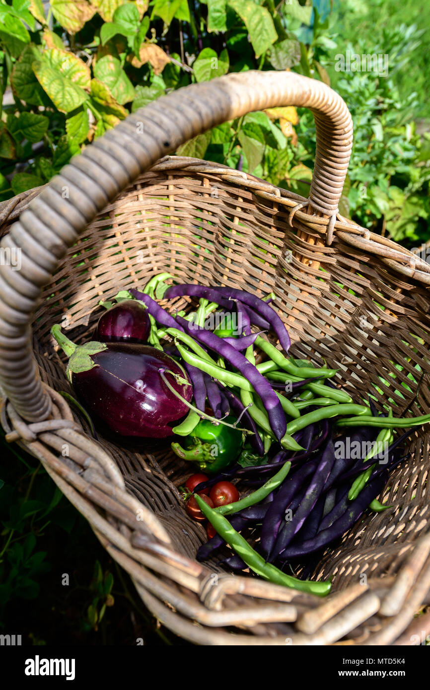 Au bergine hi-res stock photography and images - Alamy