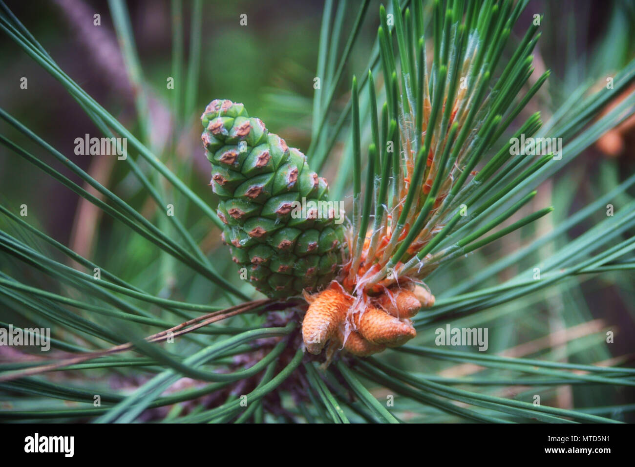 Conifer cone hi-res stock photography and images - Alamy