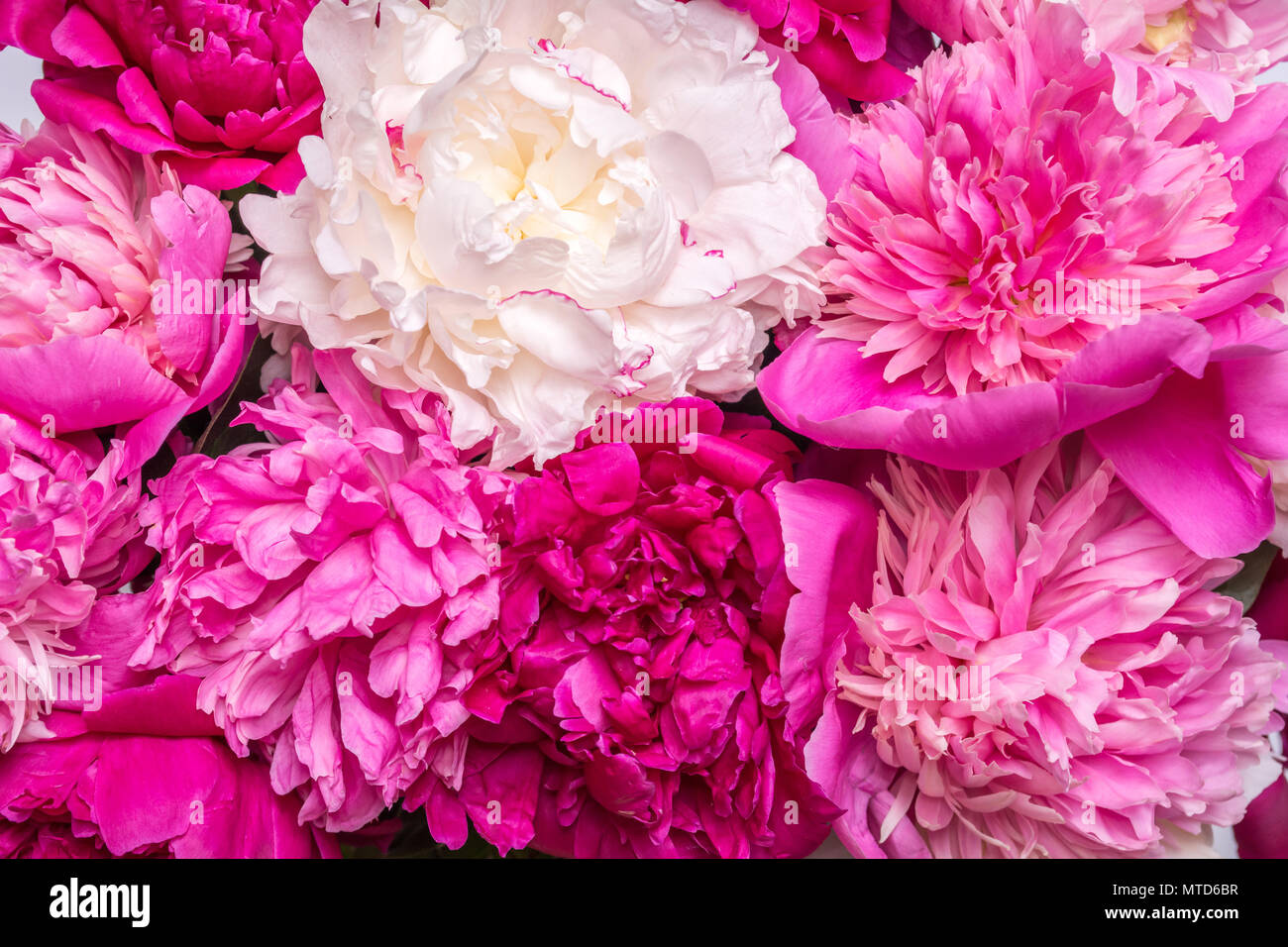 Violet pink peonies hi-res stock photography and images - Alamy