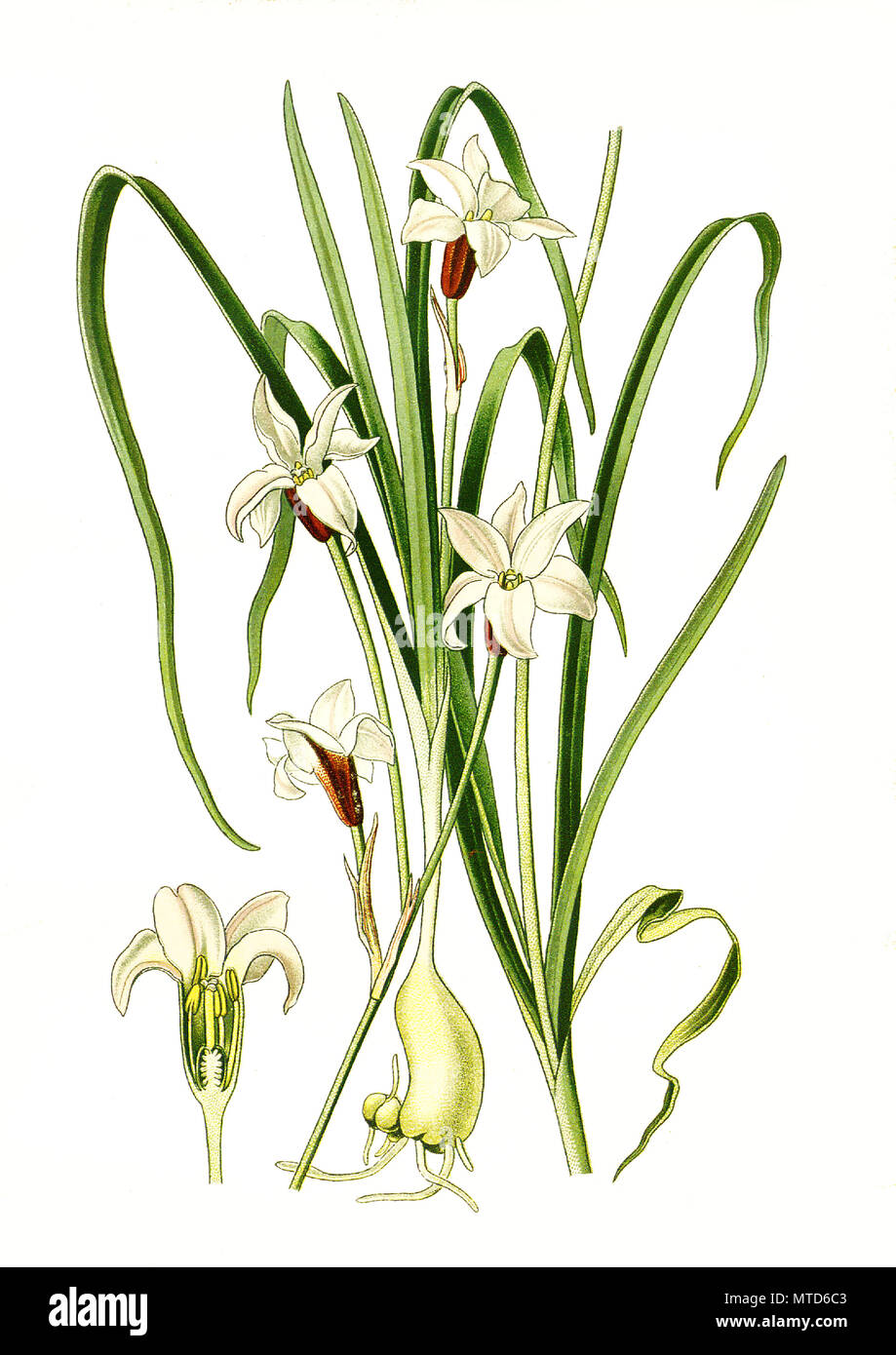 Triplet lily hi-res stock photography and images - Alamy
