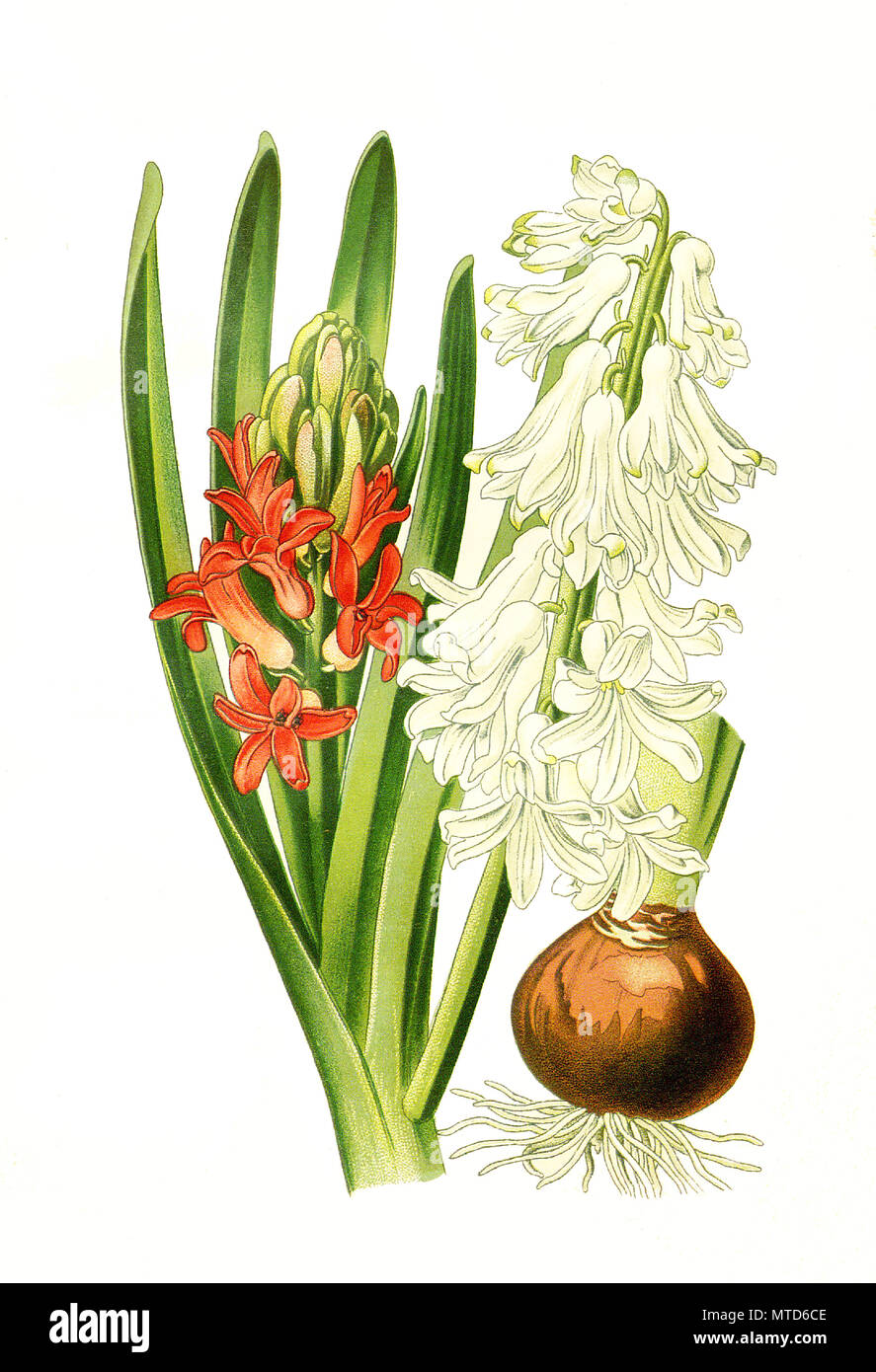 Hyacinthus orientalis, Garden Hyacinth, digital improved reproduction ...