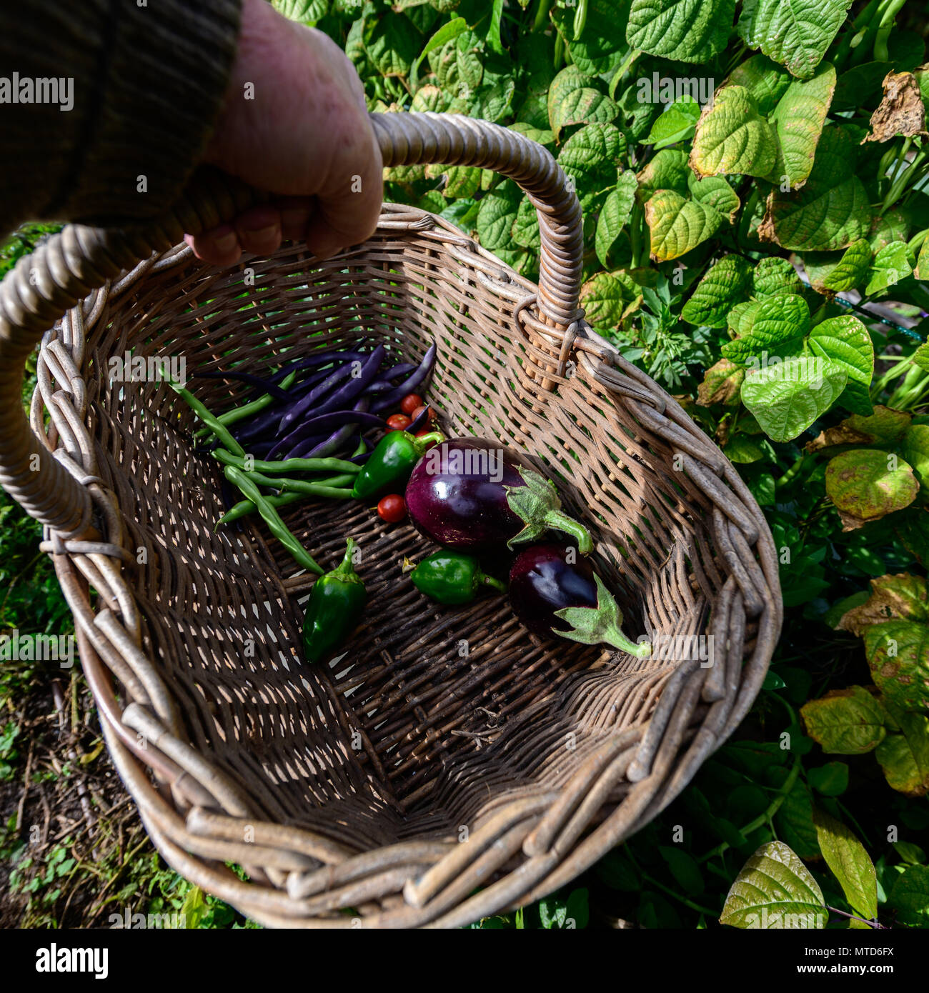 Au bergine hi-res stock photography and images - Alamy