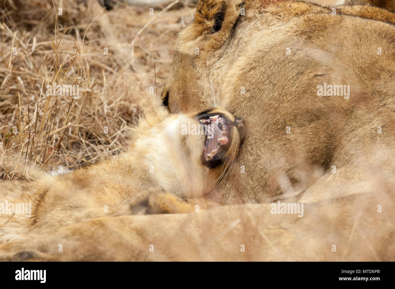 A lion cub nuzzles into its mother and bares its teeth Stock Photo - Alamy