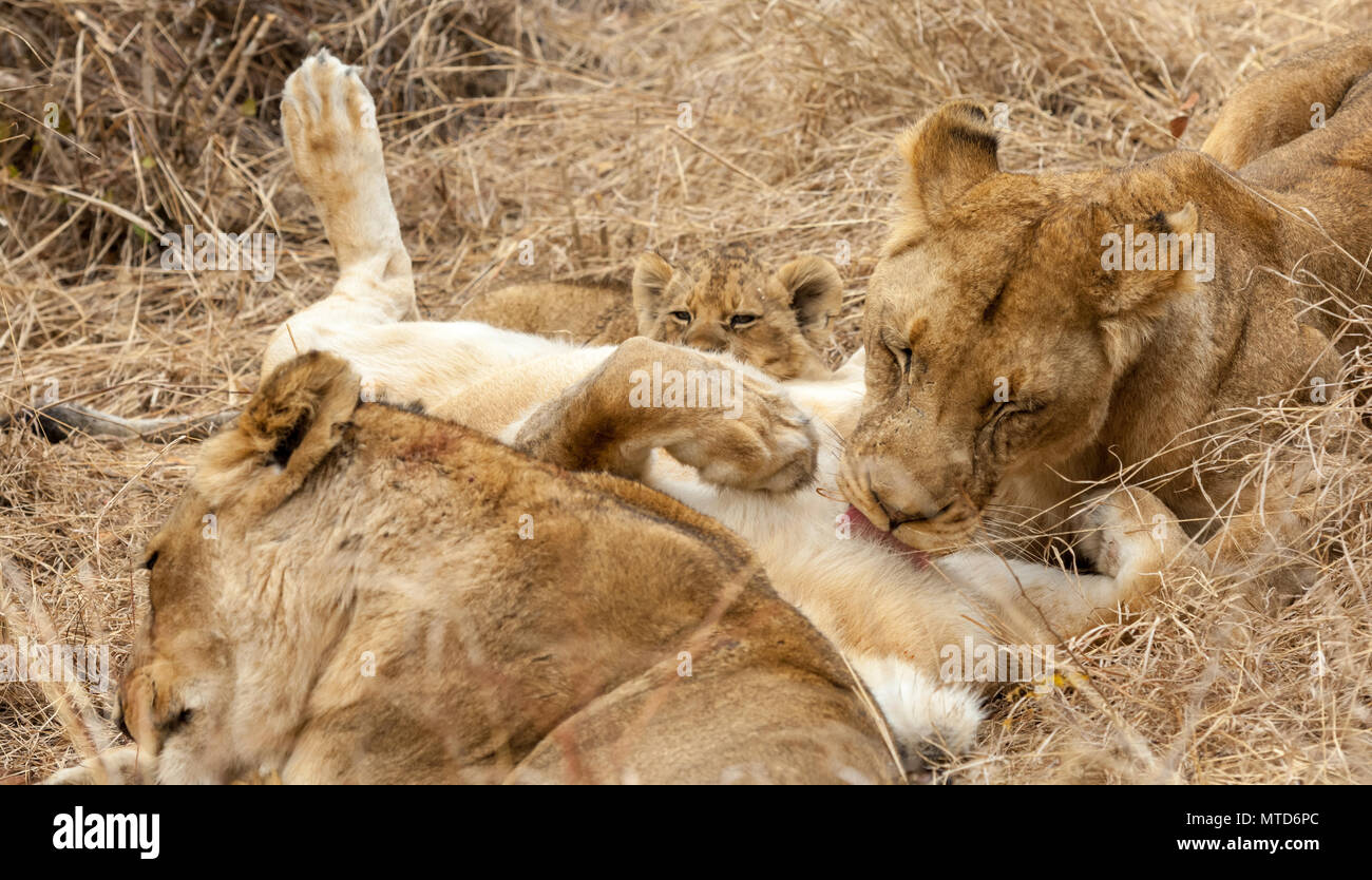 A pride of lionesses grooming each other in the shade of tall savannah ...